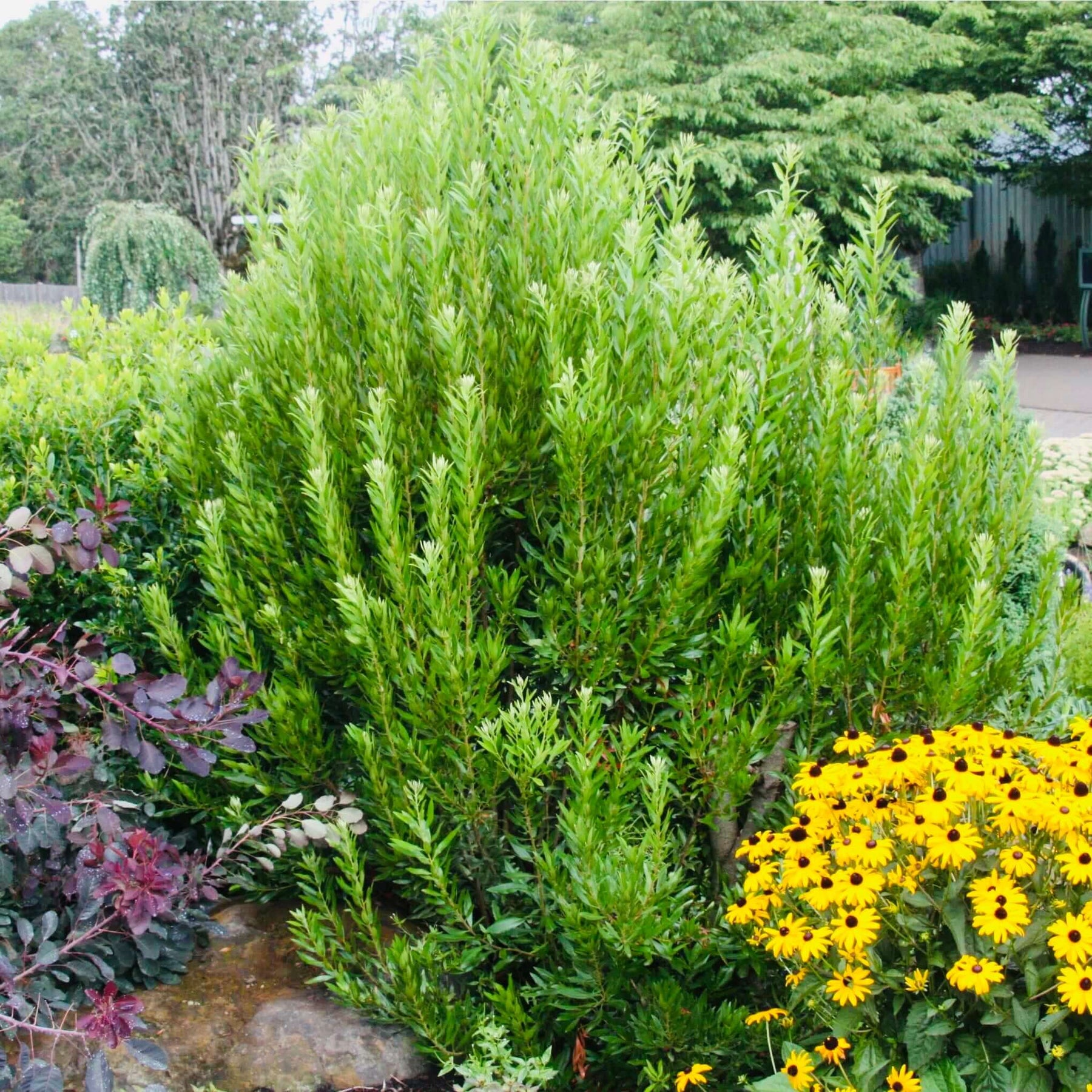 Pacific Wax Myrtle (Myrica californica) – Plants Express