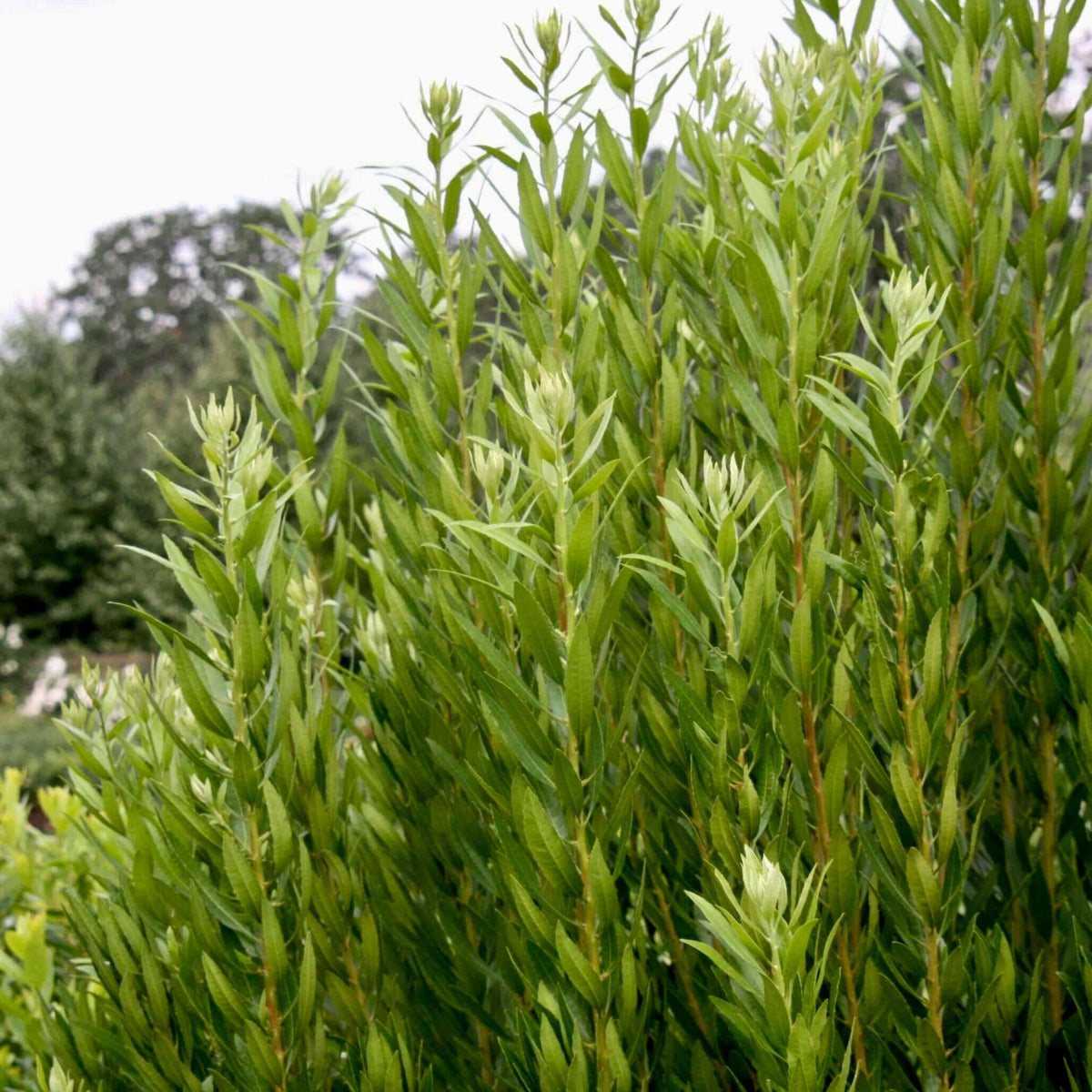 Pacific Wax Myrtle (Myrica californica) – Plants Express