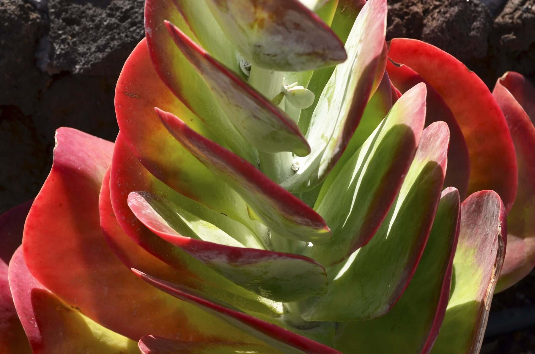 Paddle Plant | Plants Express