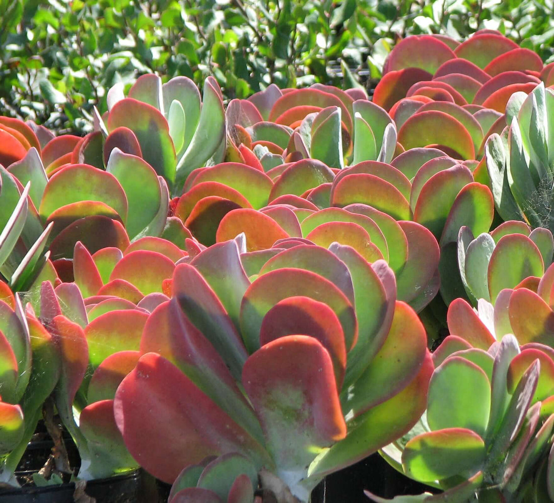 Paddle Plant | PlantsExpress.com