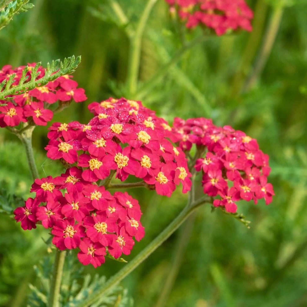 Paprika Yarrow | Plants Express