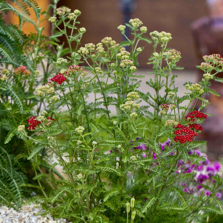 Paprika Yarrow (Achillea millefolium 'Paprika') – Plants Express