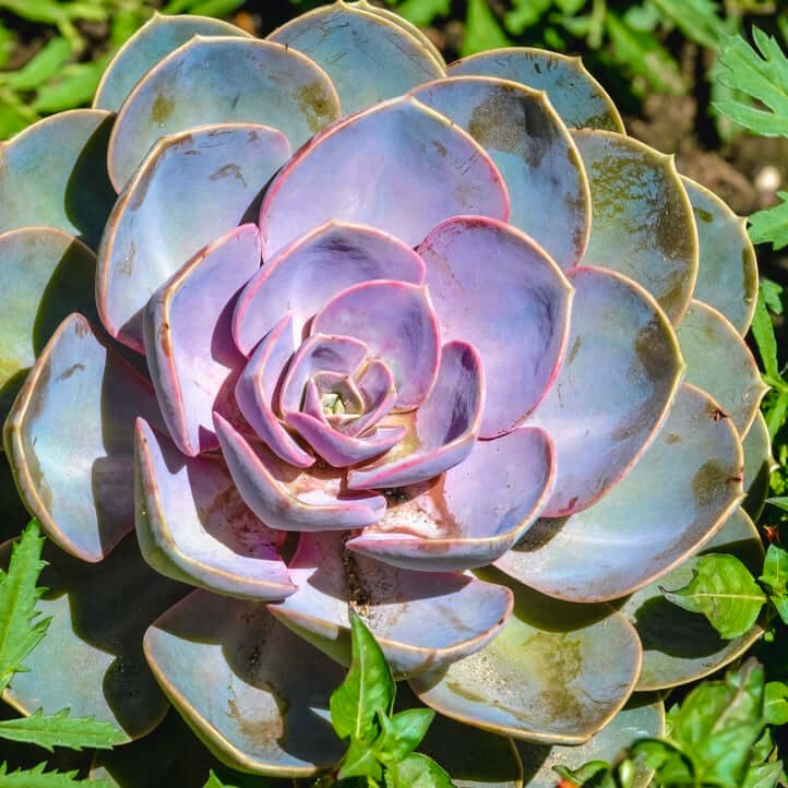 Pearl of Nurnberg Echeveria | Plants Express