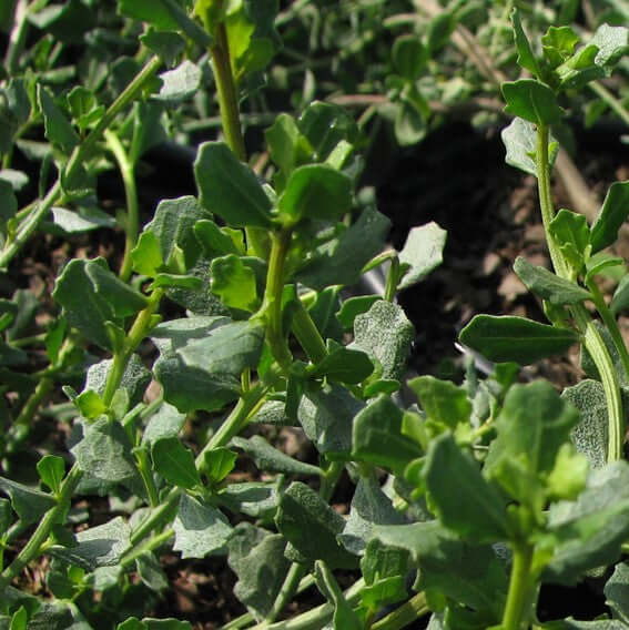 Pigeon Point Dwarf Coyote Bush (Baccharis pilularis) – Plants Express