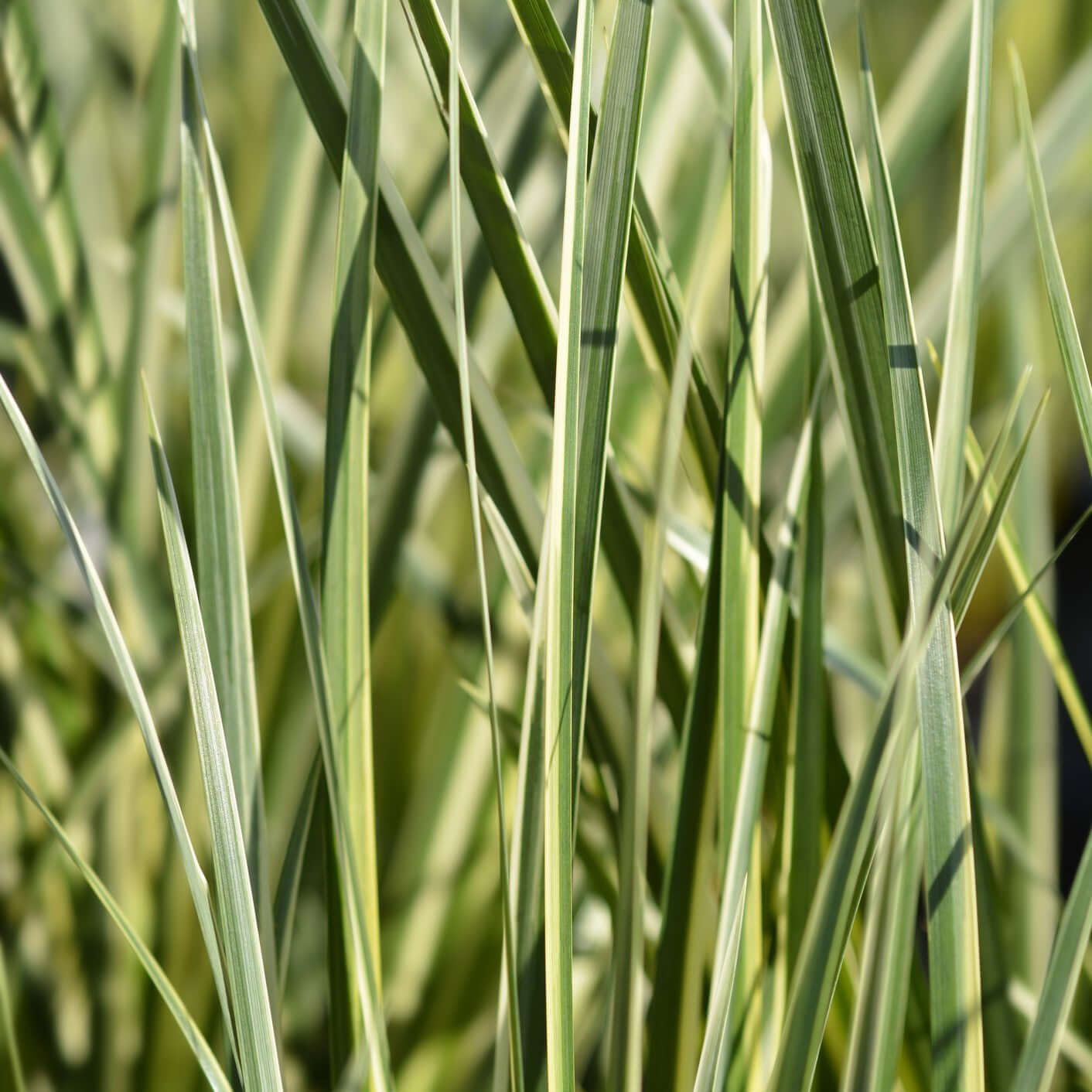 Platinum Beauty Mat Rush (Lomandra 'Platinum Beauty') – Plants Express