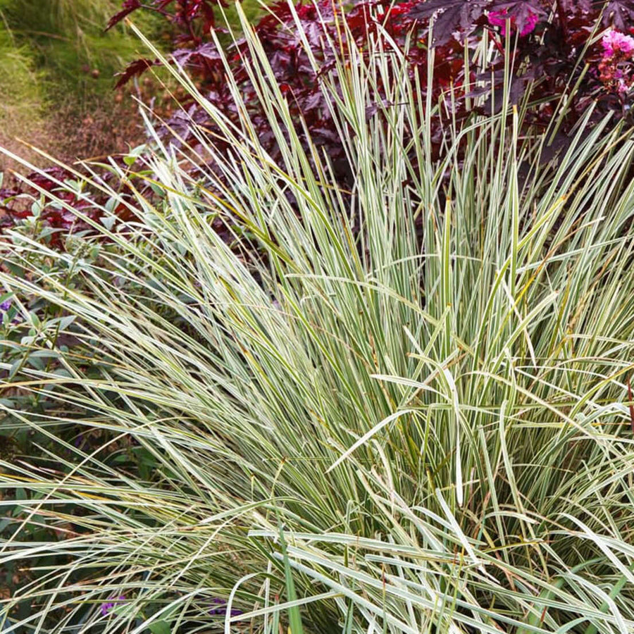 Colorful Foliage Perennials | Plants Express