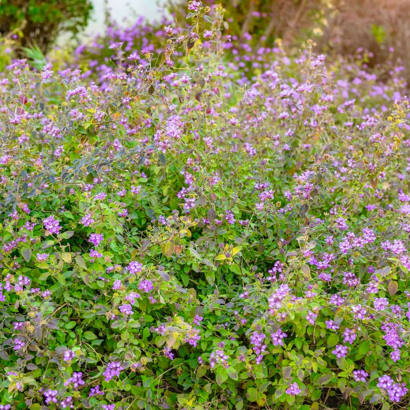 Lantana montevidensis - Purple Trailing Lantana – Plants Express