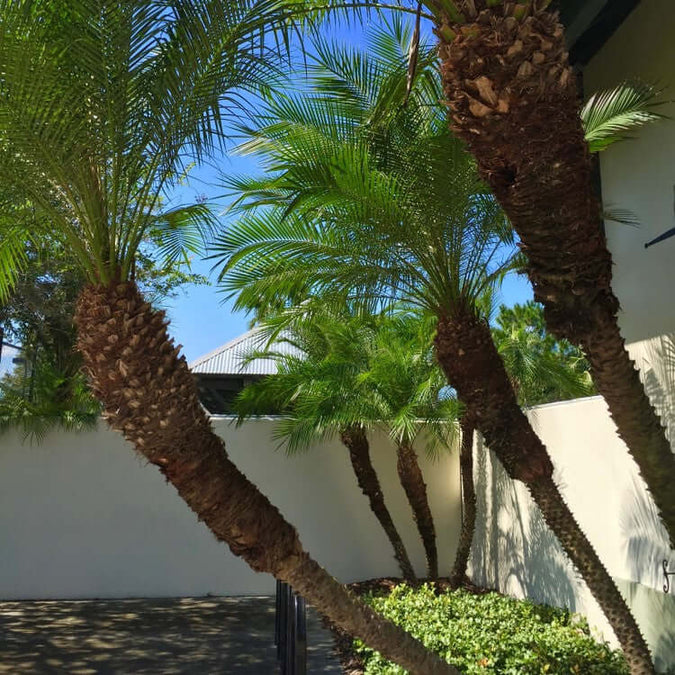 Pygmy Date Palm Tree for Sale – Plants Express