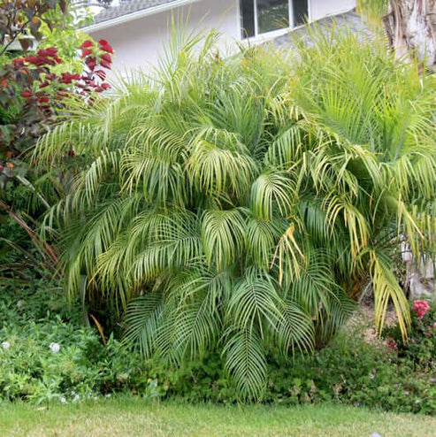 Pygmy Date Palm Multi | Plants Express