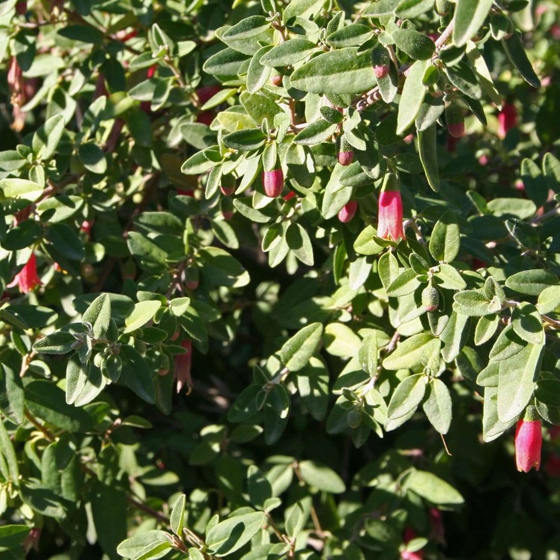 Red Australian Fuchsia (Correa 'Dusky Bells')