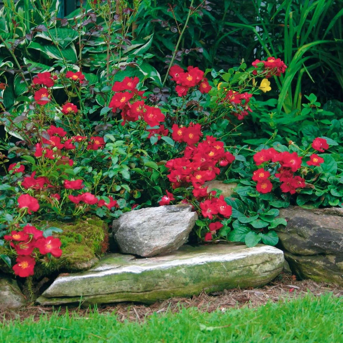Red Flower Carpet Groundcover Rose | Plants Express