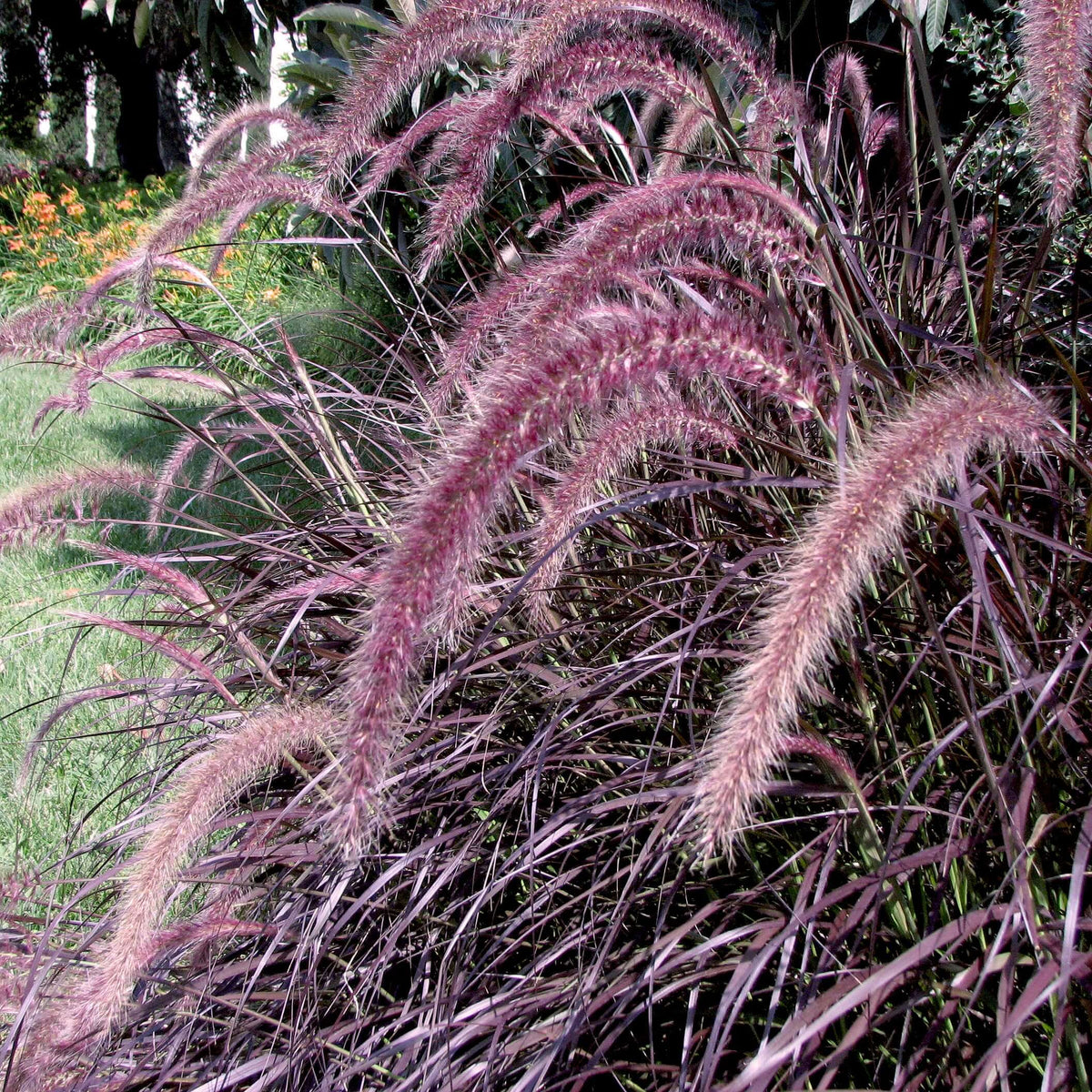 Red Fountain Grass (Pennisetum x advena 'Rubrum’) – Plants Express
