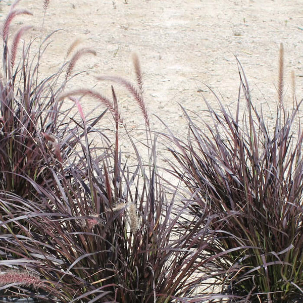 Red Fountain Grass (Pennisetum x advena 'Rubrum’)