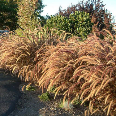 Red Fountain Grass (Pennisetum x advena 'Rubrum’) – Plants Express
