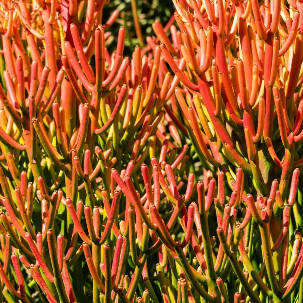 Firestick Plant (Euphorbia tirucalli 'Sticks on Fire') – Plants Express