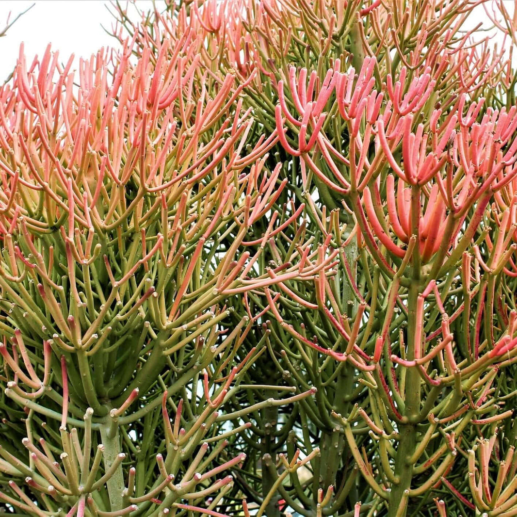 Mexican Grass Tree | Plants Express