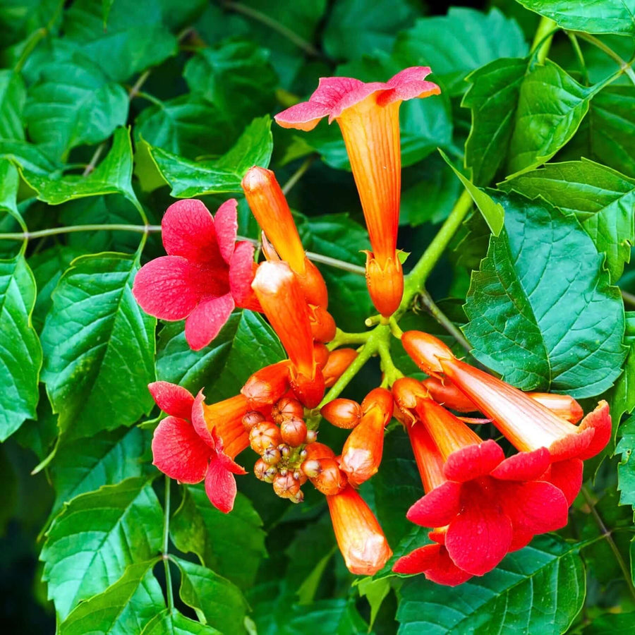 Red Trumpet Vine (Distictis buccinatoria) – Plants Express