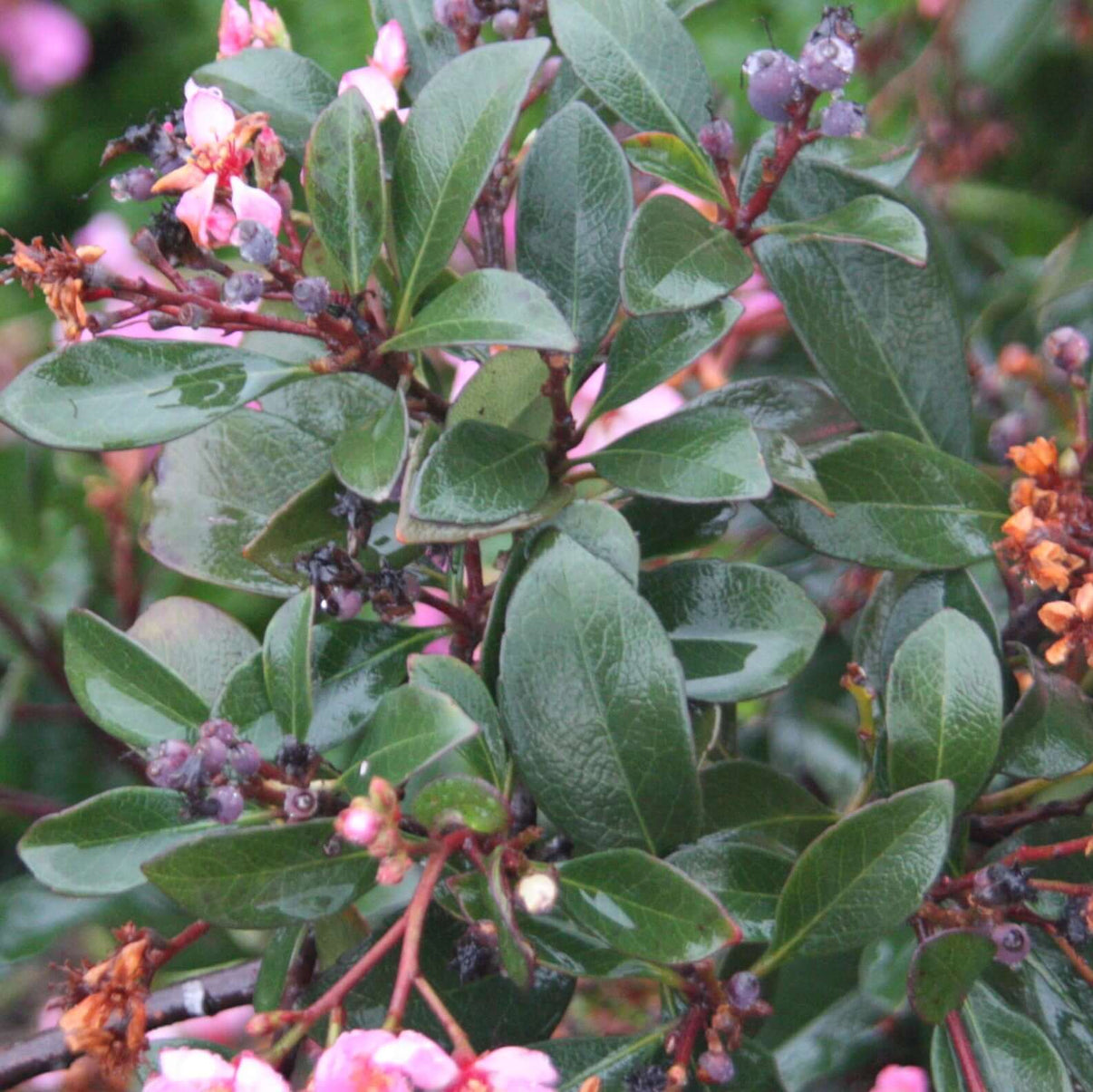 Ballerina Indian Hawthorn | Plants Express