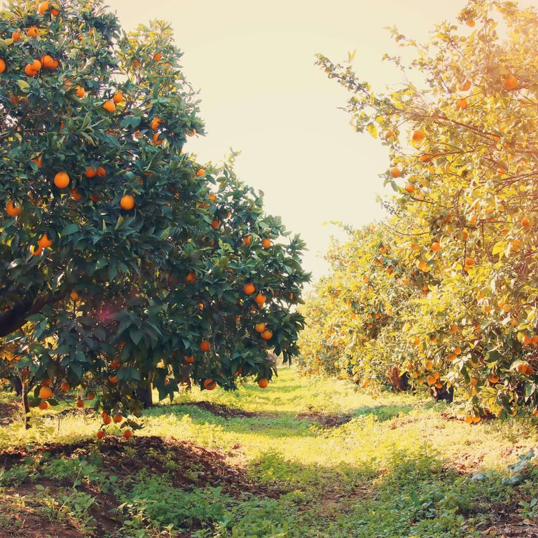 Rio Red Grapefruit Tree | Plants Express