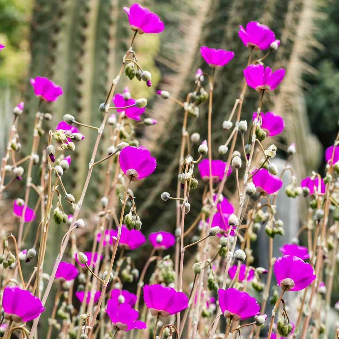 Pink Rock Purslane - Calandrinia spectabilis