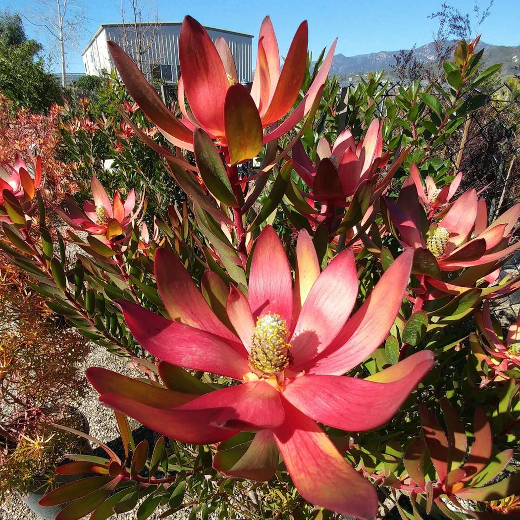 Leucadendron 'Safari Sunset' – Plants Express