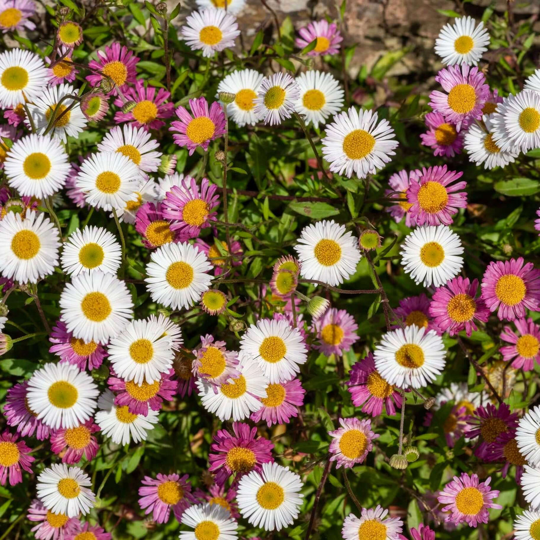 Santa Barbara Daisy (Erigeron karvinskianus)