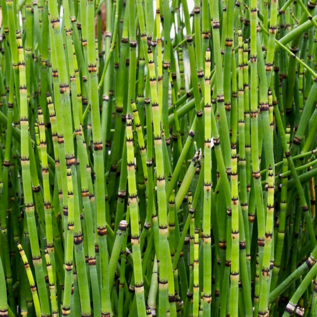 Scouring Rush Horsetail (Equisetum Hyemale) – Plants Express