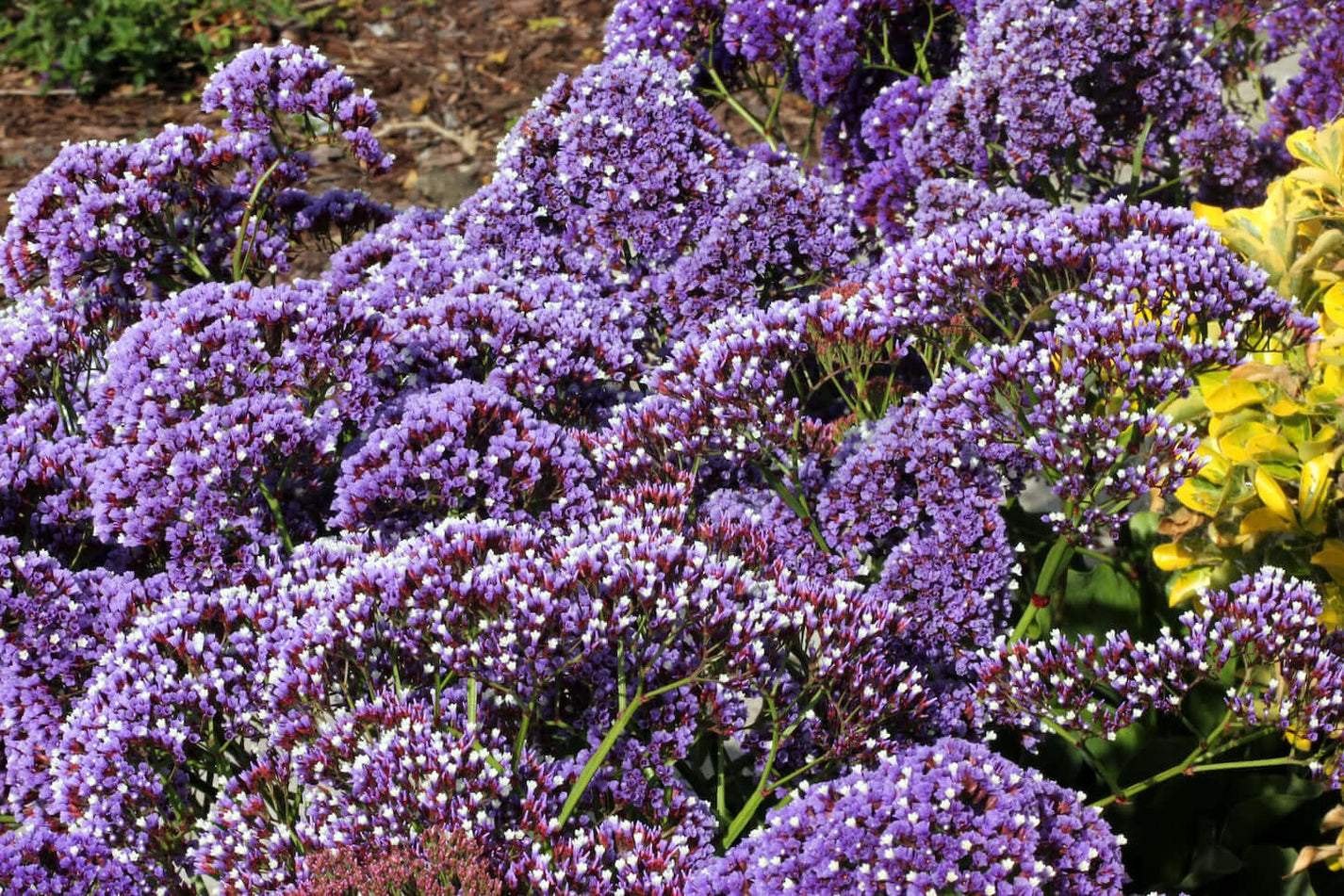 Sea Lavender (Limonium perezii)