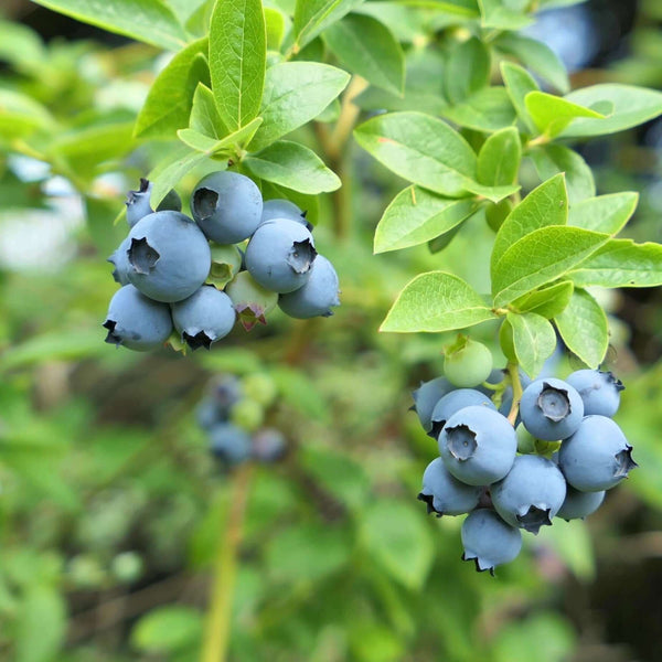 Sharpblue Blueberry Bush | Plants Express