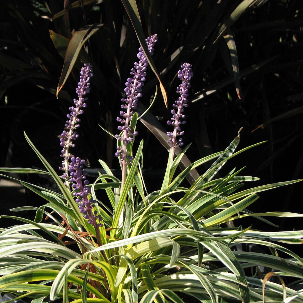 Silvery Sunproof Lilyturf | Plants Express