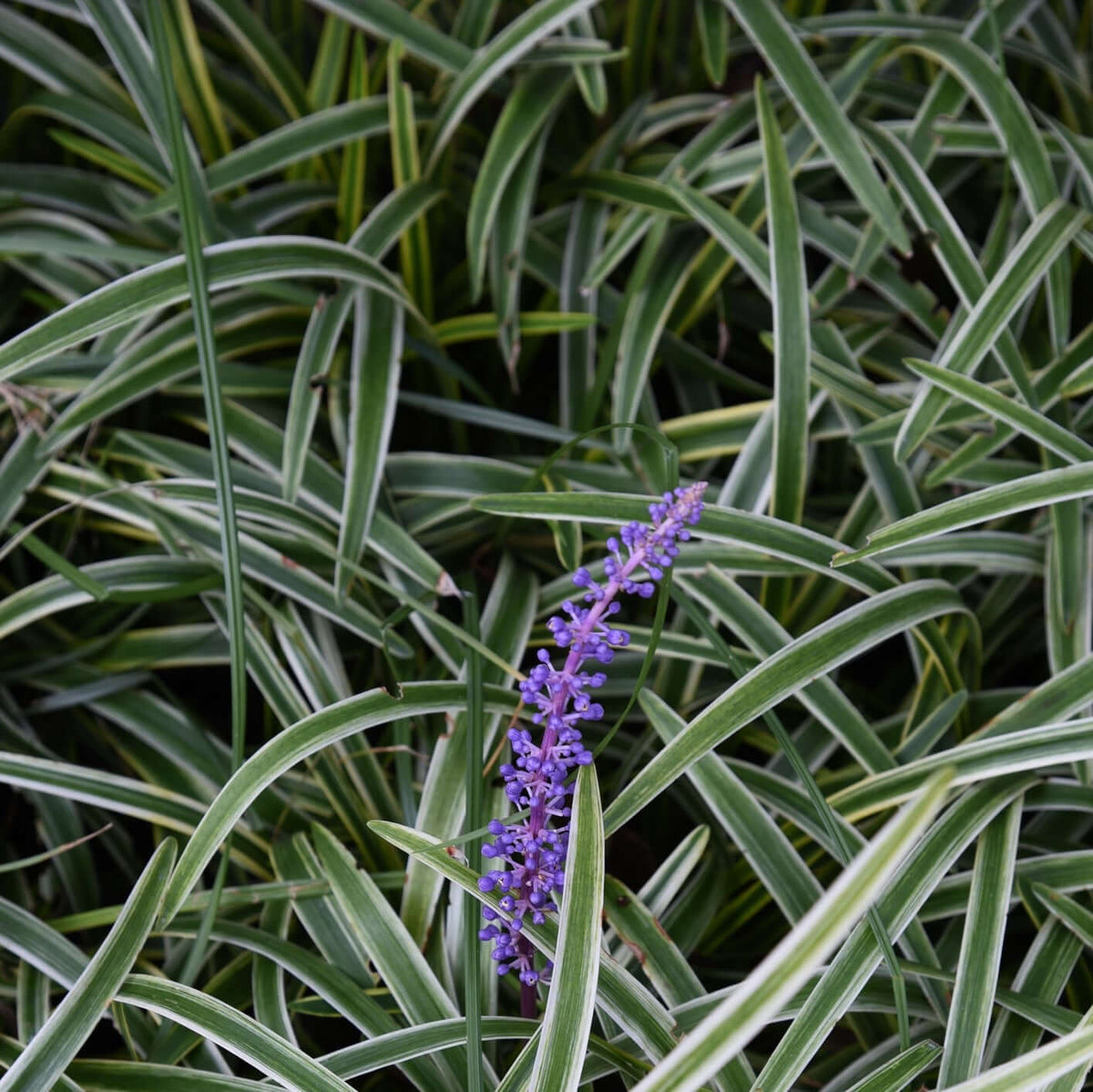 Silvery Sunproof Lilyturf | Plants Express