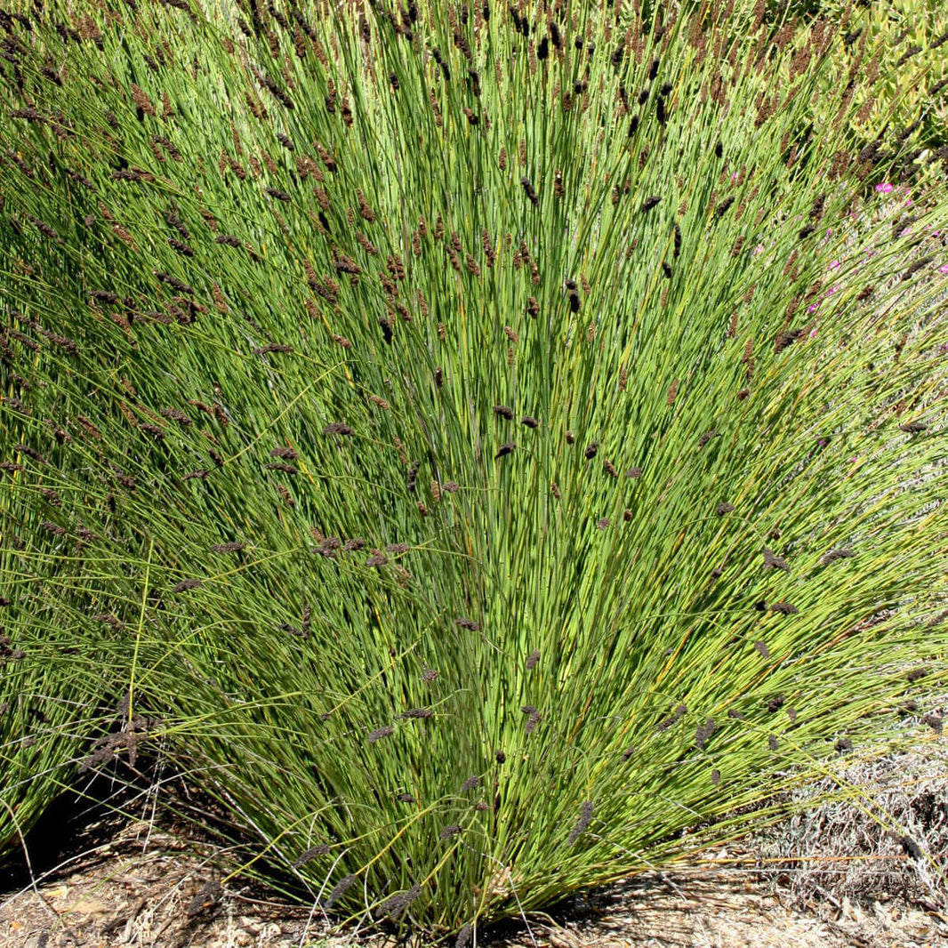 Buy Grasses Online - Plants Express