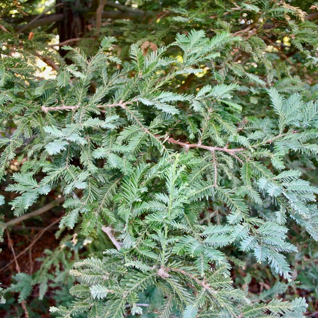 Redwood Trees – Plants Express