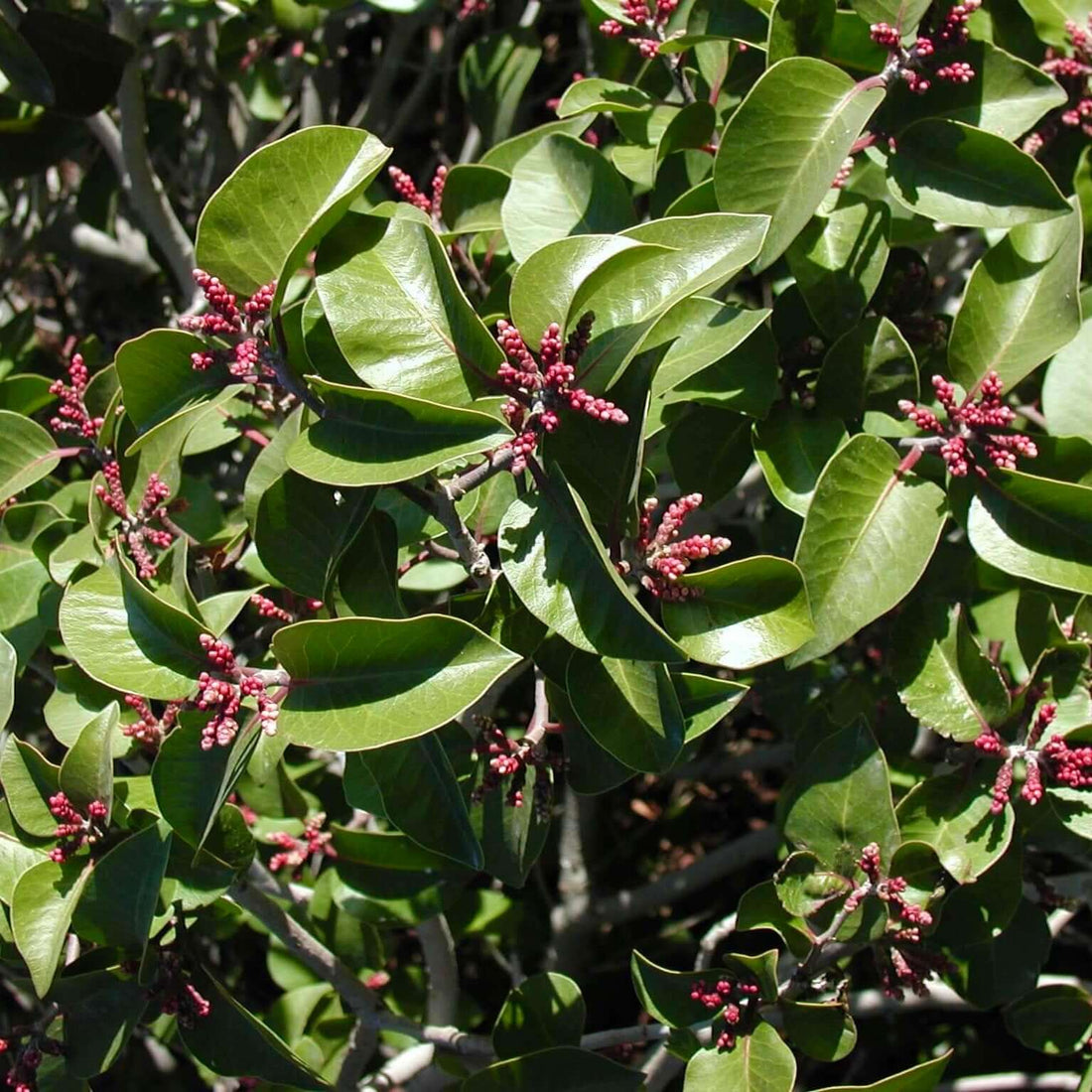 Buy Rhus ovata, Sugar Bush Online