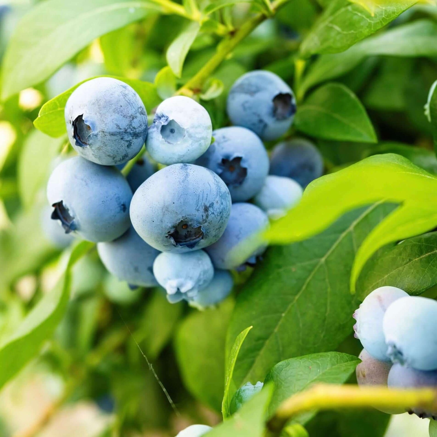 Sunshine Blue Blueberry Bush | Plants Express