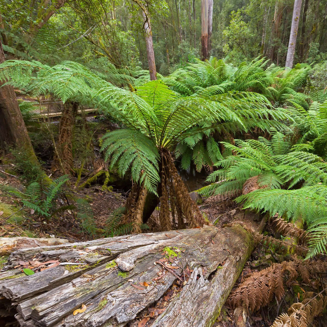 Tasmanian Tree Fern (Dicksonia antarctica) – Plants Express