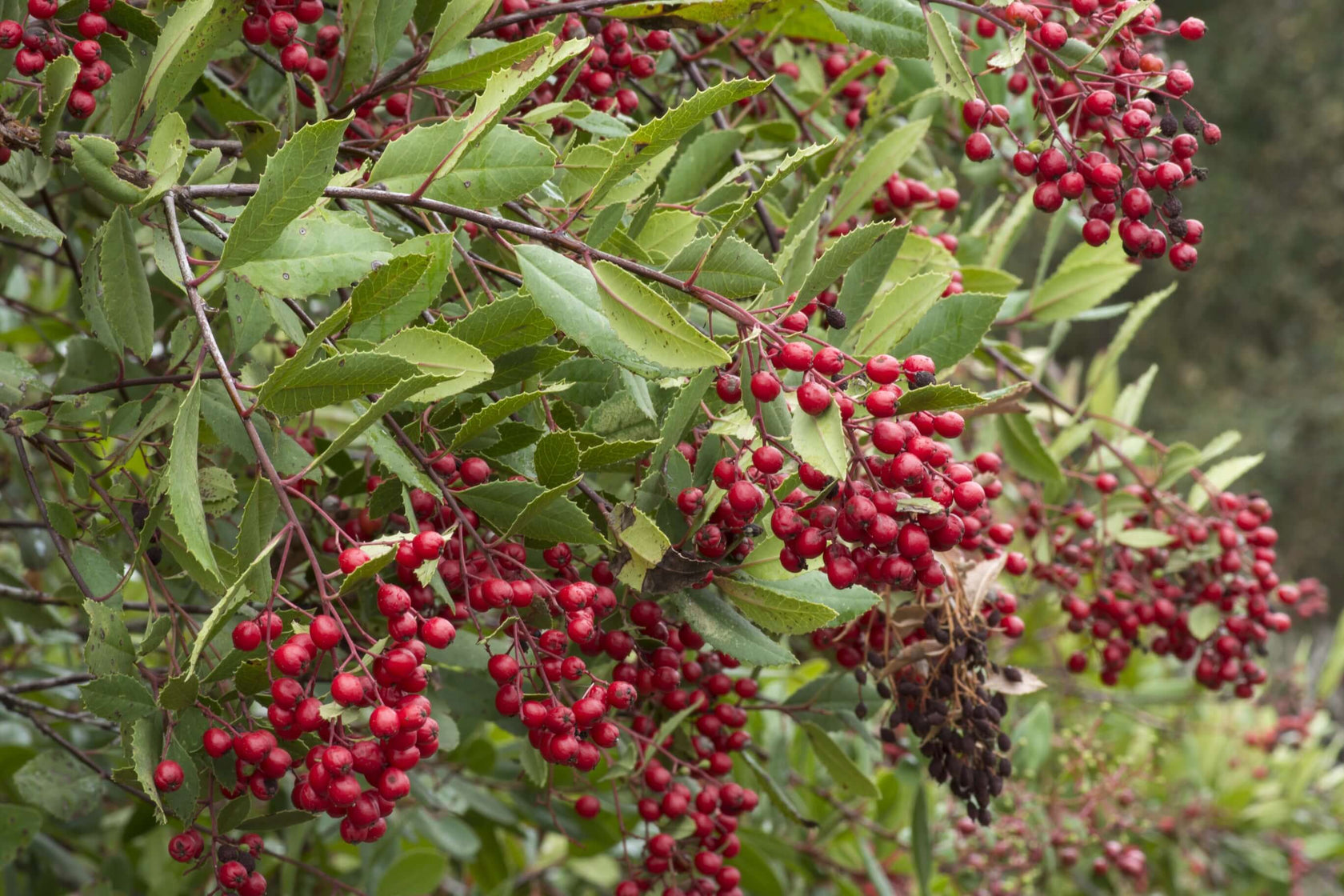 Toyon (Heteromeles arbutifolia)