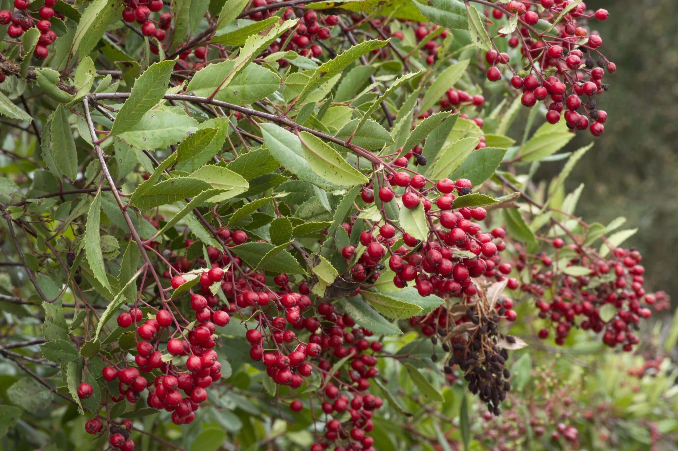 Toyon (Heteromeles arbutifolia)