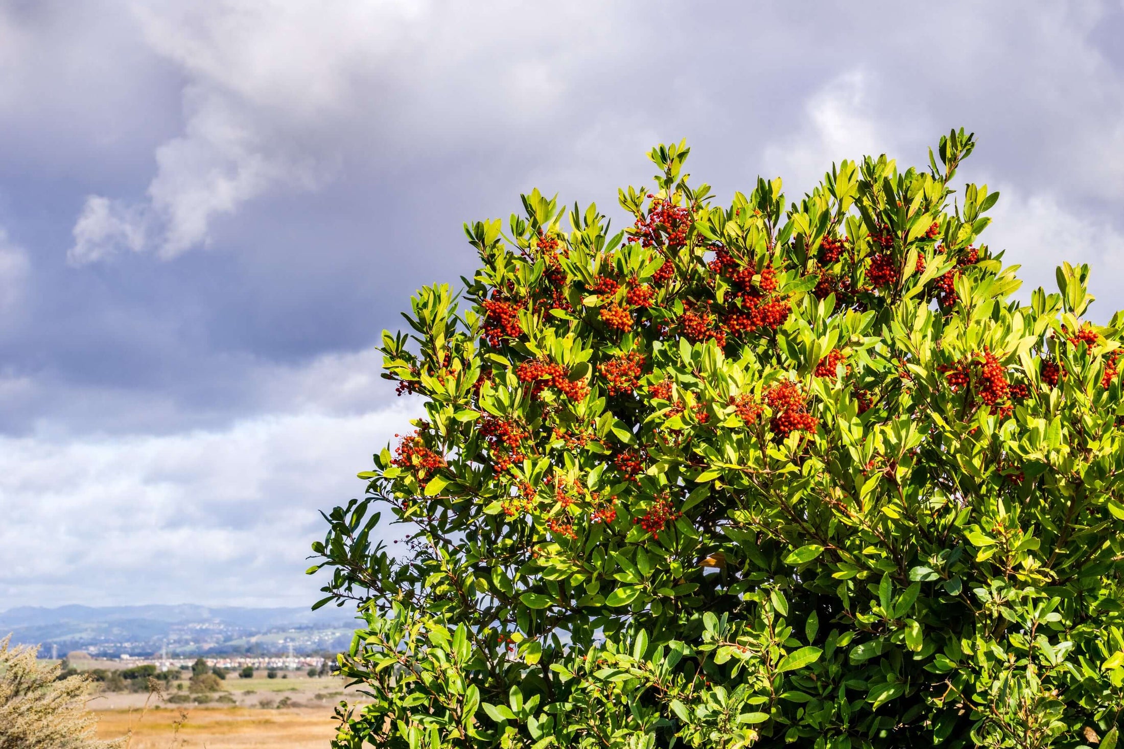 Toyon (Heteromeles arbutifolia)