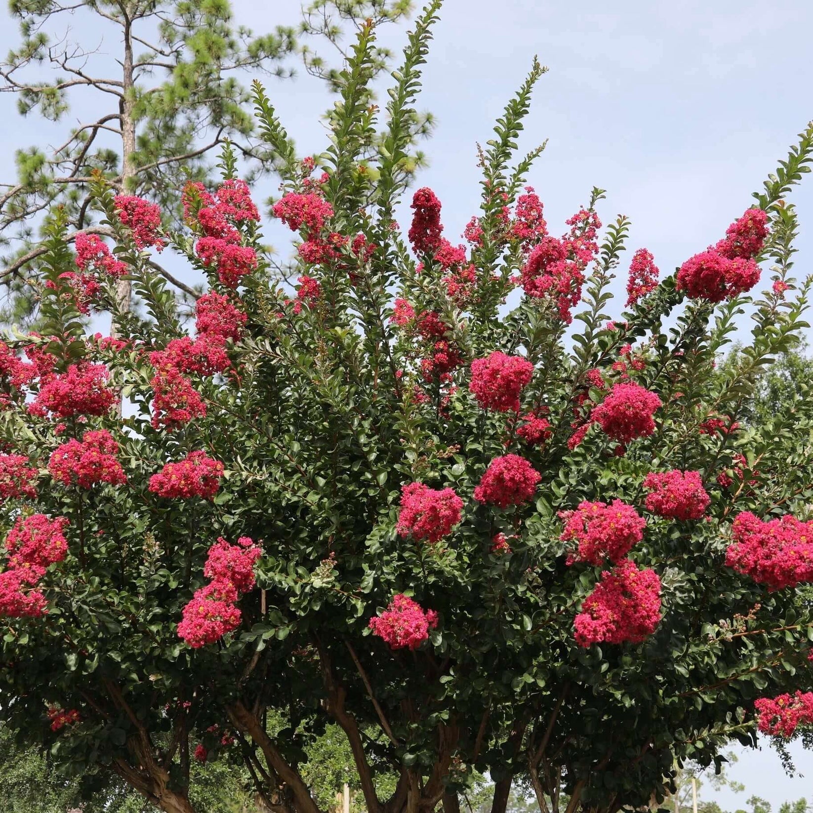 Tuscarora Crape Myrtle - PlantsExpress.com