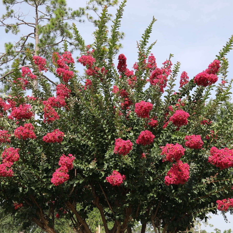 Muskogee Crape Myrtle Tree Care Guide | Plants Express