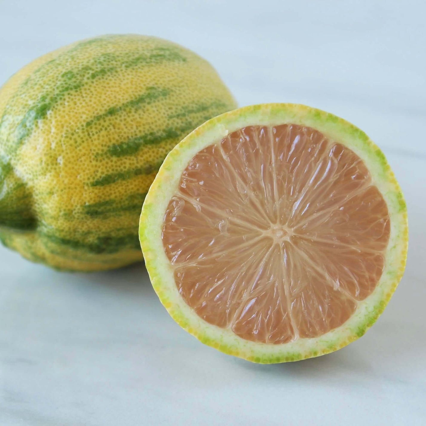 Variegated Pink Lemon Tree - PlantsExpress.com