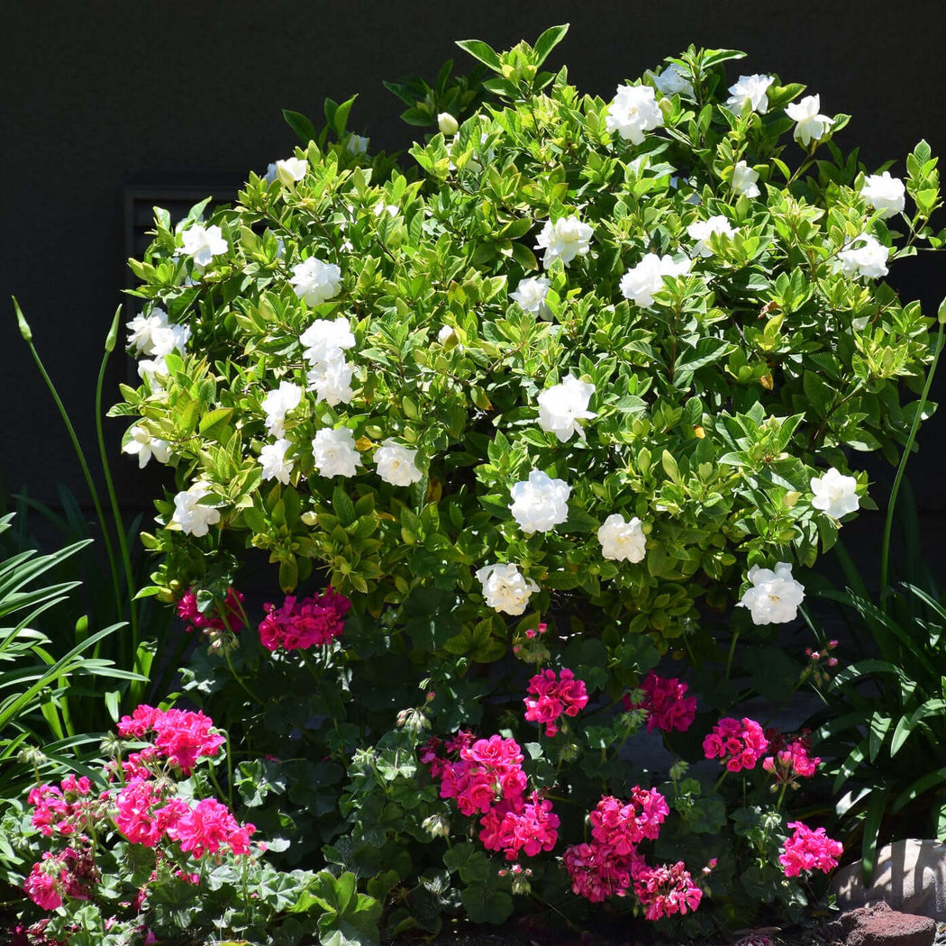 Veitchii Gardenia - Gardenia jasminoides 'Veitchii' – Plants Express