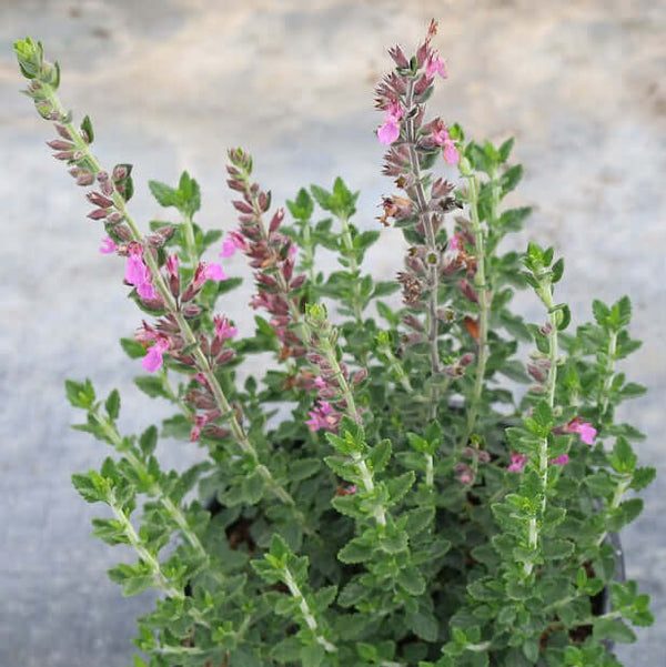 Wall Germander | Plants Express