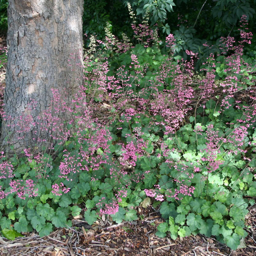Coral Bells – Plants Express