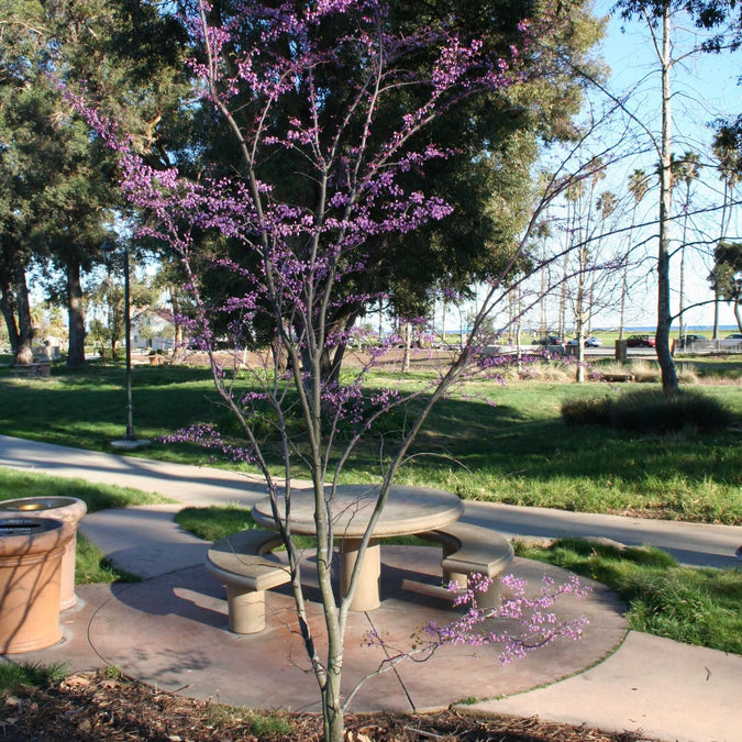 Western Redbud Tree (Cercis occidentalis Multi) – Plants Express