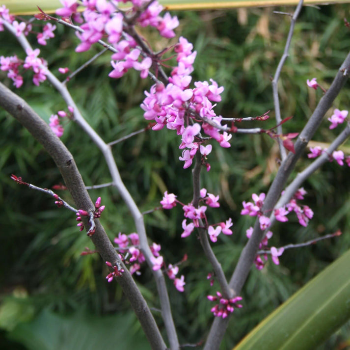 Western Redbud Tree (Cercis occidentalis Multi)