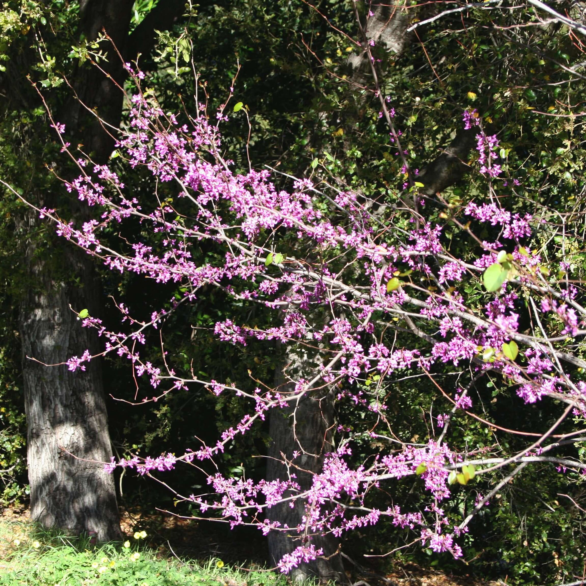 Western Redbud Tree (Cercis occidentalis Multi)