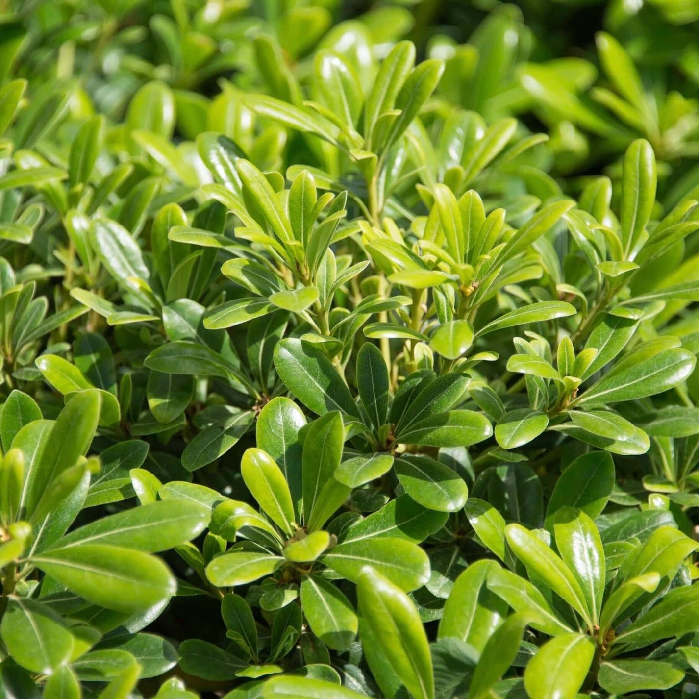 Wheeler's Dwarf Japanese Pittosporum
