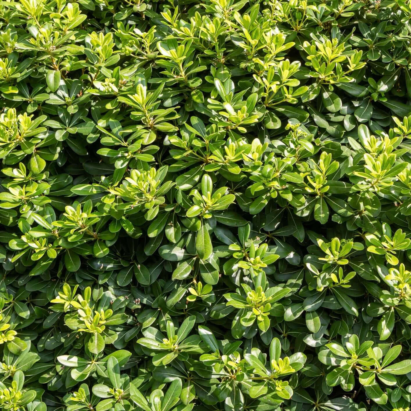 Wheeler's Dwarf Japanese Pittosporum
